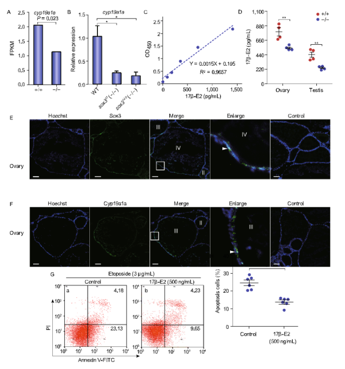 Loss-of-function of sox3 causes follicle development retarda_产品文献_酶联生物 ...
