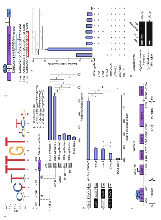 Loss-of-function of sox3 causes follicle development retarda_产品文献_酶联生物 ...